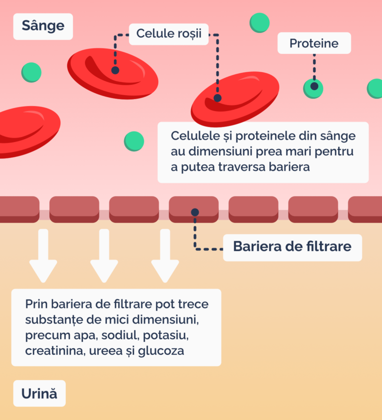 Ce rol au rinichii și cum verificăm dacă sunt sănătoși?